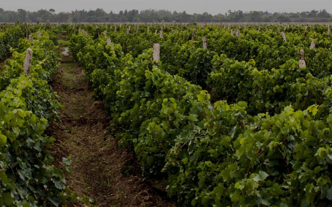 Awash Wine SC Ethiopia - Corporate Social Responsibility Page Header ...