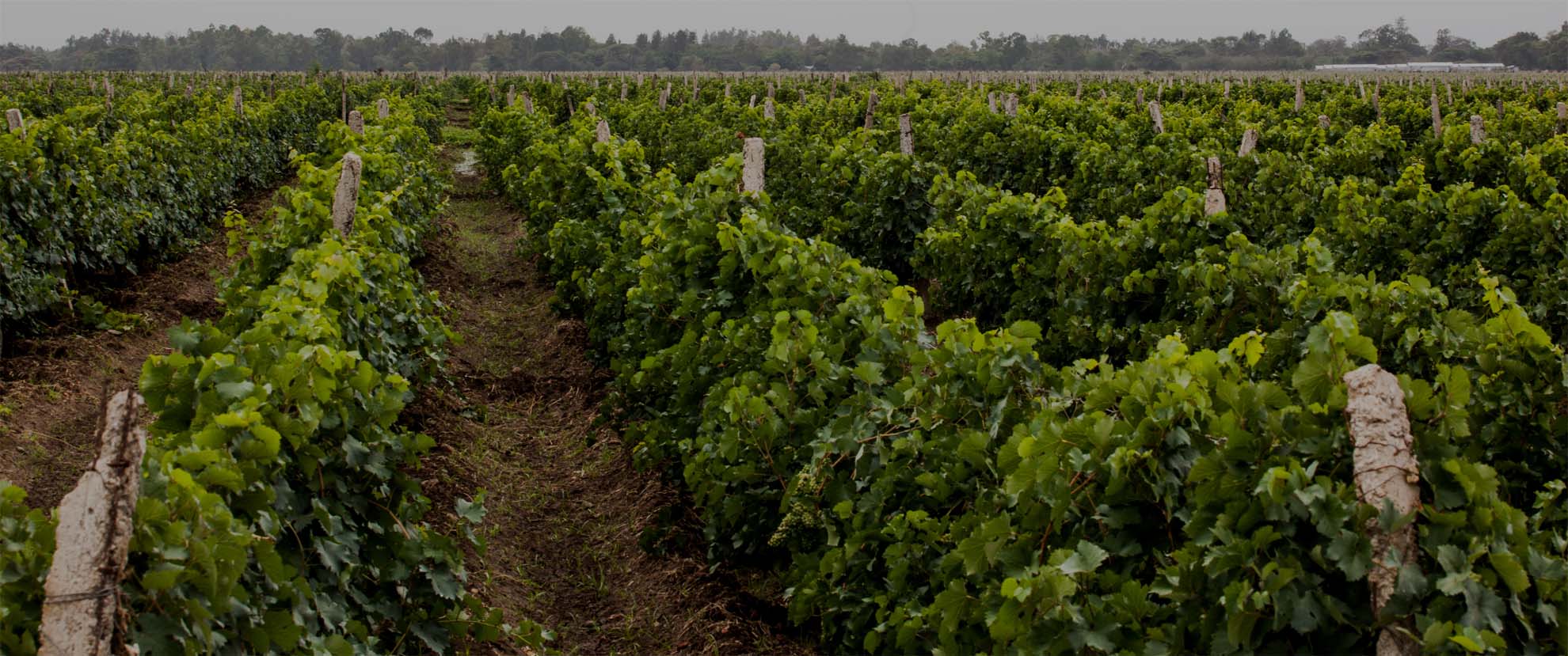 Awash Wine SC Ethiopia - Corporate Social Responsibility Page Header ...